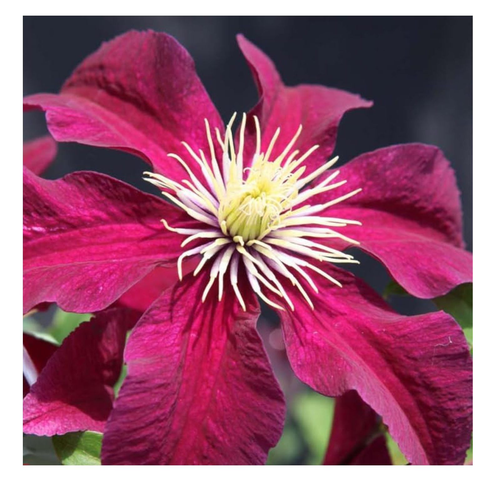 Deep Red Clematis Vine Plant Live for Planting, Clematis Plant Live in ...