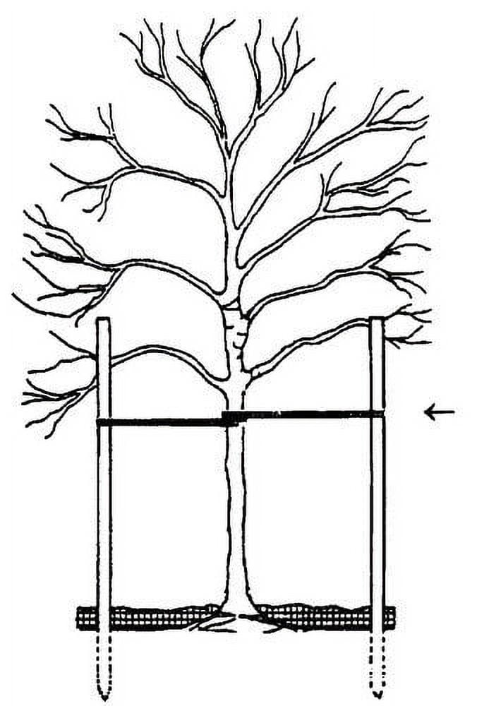 DeepRoot ArborTie Tree Straps for Staking and Guying, Flexible Tree ...