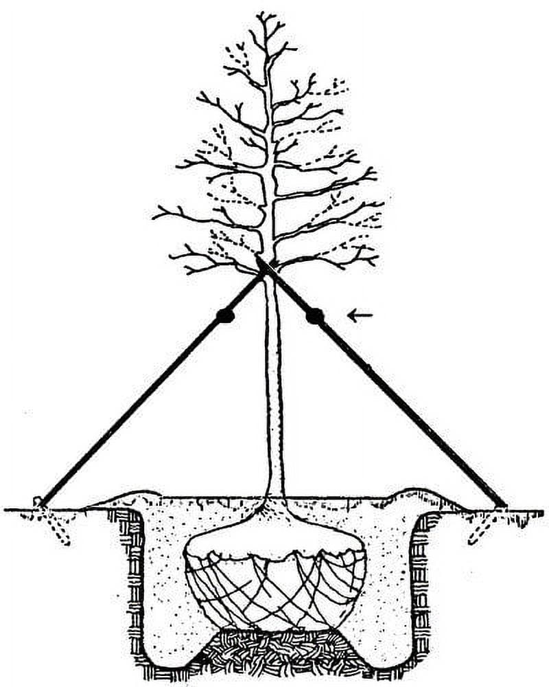 DeepRoot ArborTie Tree Straps for Staking and Guying, Flexible Tree ...