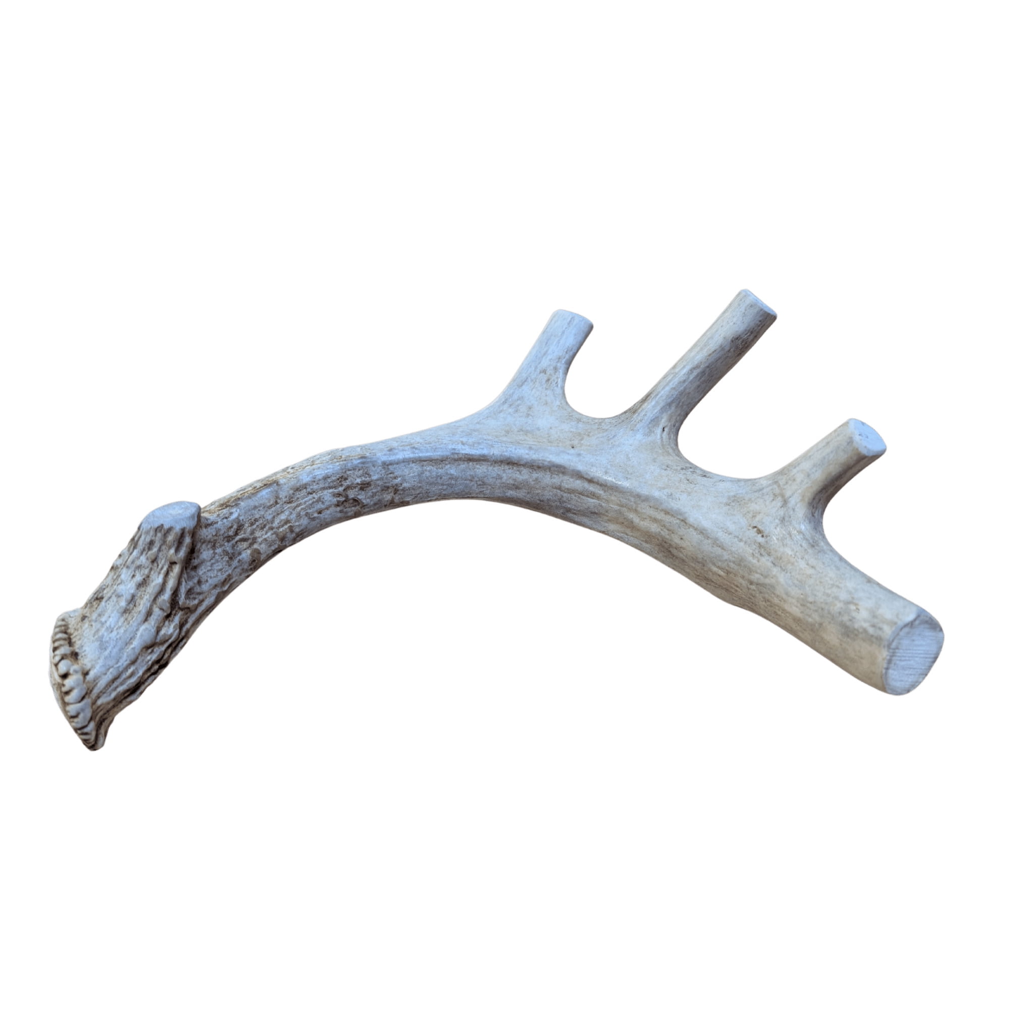 Farm To Pet Whitetail Deer Antlers for Dogs, Giant All-Natural Chews ...