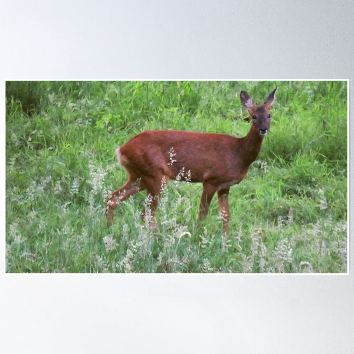 Deer At Dusk Poster Wall Art, Modern Wall Decor For Living Room Bedroom ...