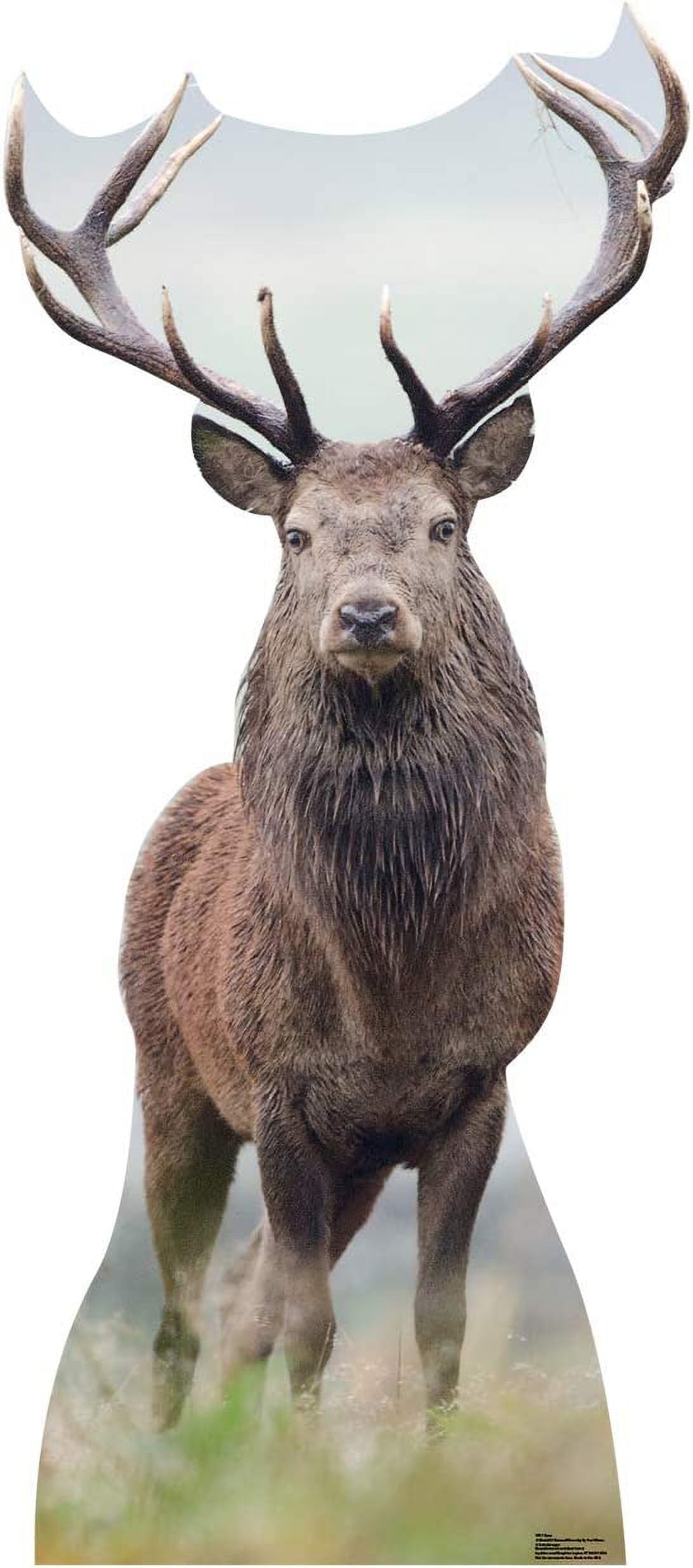 Deer Life Size Cutout Standup - Walmart.com