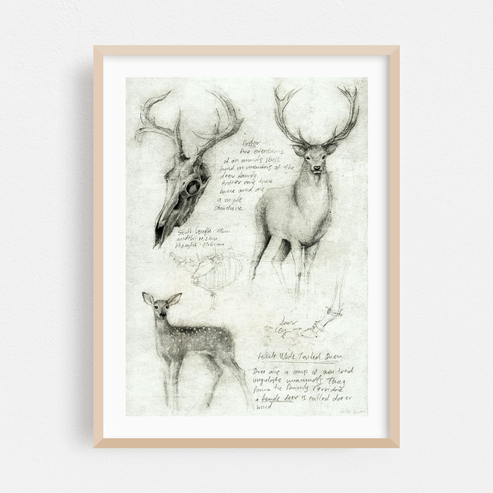 Deer anatomy - Drawing Deer Wildlife Nature Sketch Anatomy Oak Framed ...