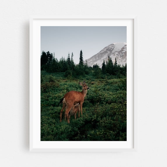 Deer at Rainier - Washington Photography Wildlife Deer Mountain Nature ...