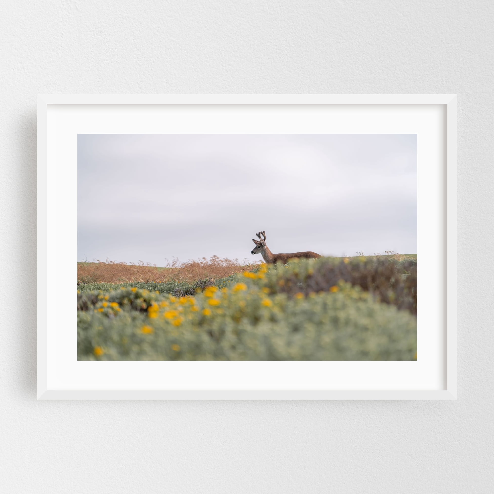 Deer in the brush - Monterey California Photography Deer Wildlife ...