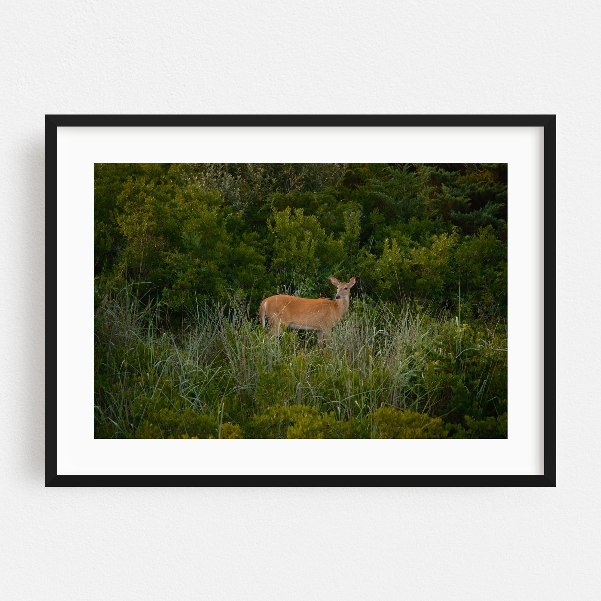 Deer on Fire Island - Fire Island New York Photography Nature Forest ...