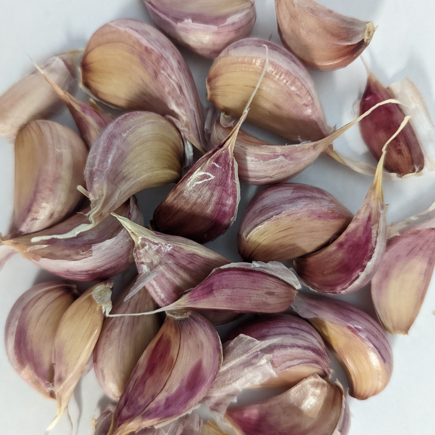 Deerfield Purple Heirloom Certified Seed Garlic Cloves - Walmart.com
