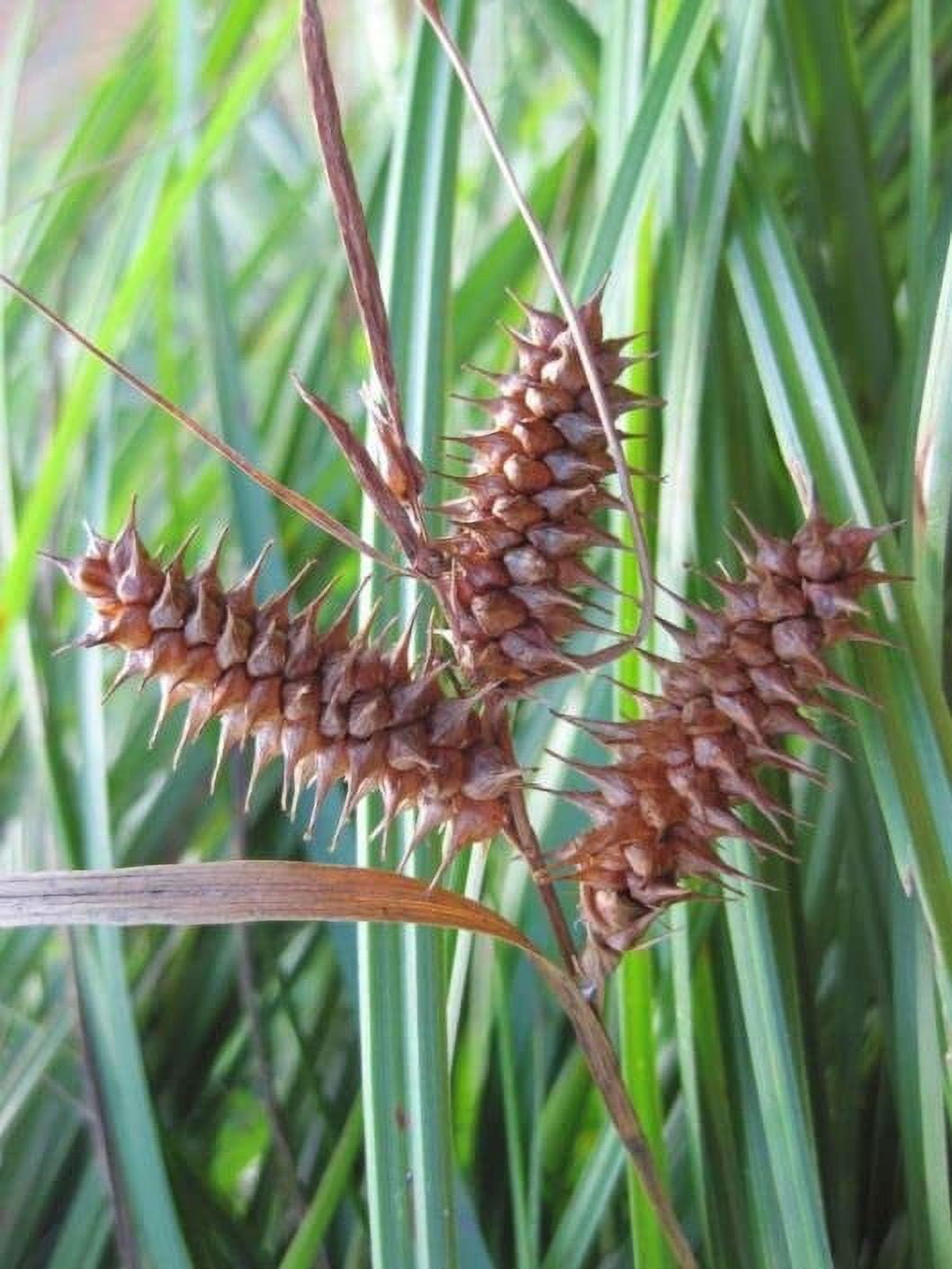 Deflexed Bottle Brush Sedge Seeds for Planting (50 Seeds) - Carex ...