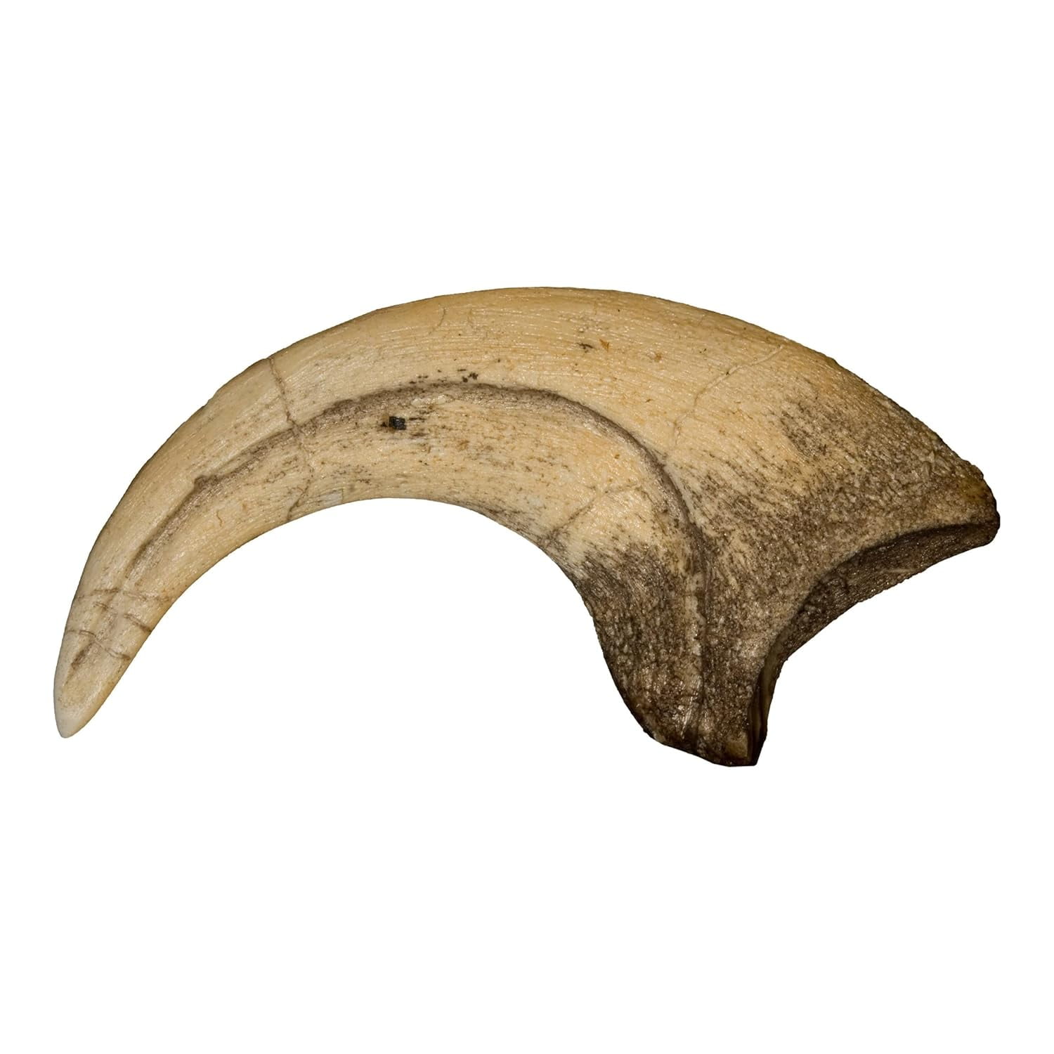 Deinonychus Dinosaur Claw , 12.5 cm (5 inches along the curve), Earth ...