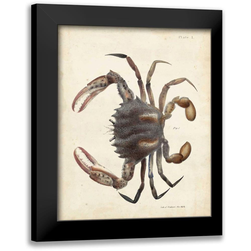Dekay 15x18 Black Modern Framed Museum Art Print Titled - Vintage Crab ...