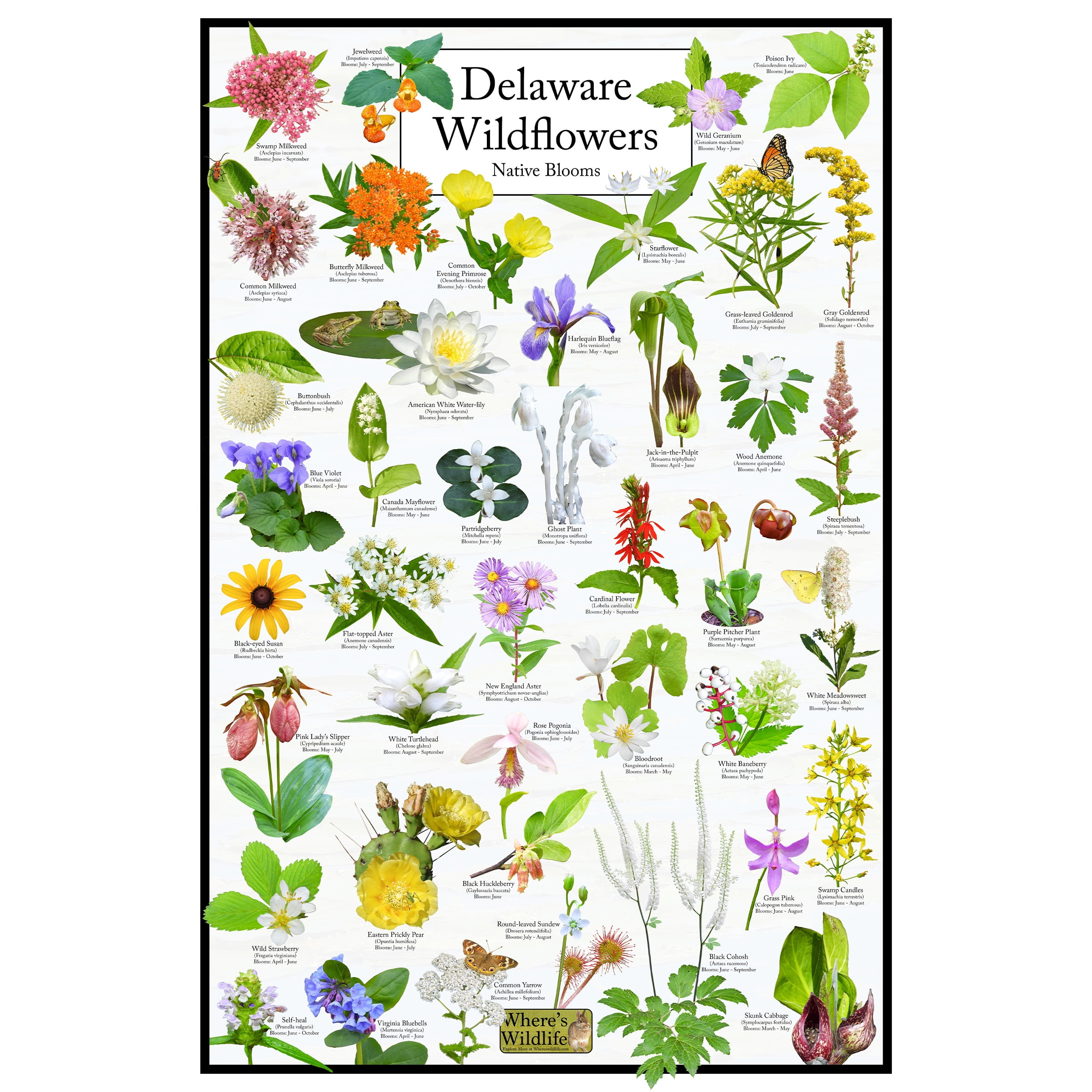 Delaware Wildflowers – Natives Blooms Poster – Delaware Flower ...