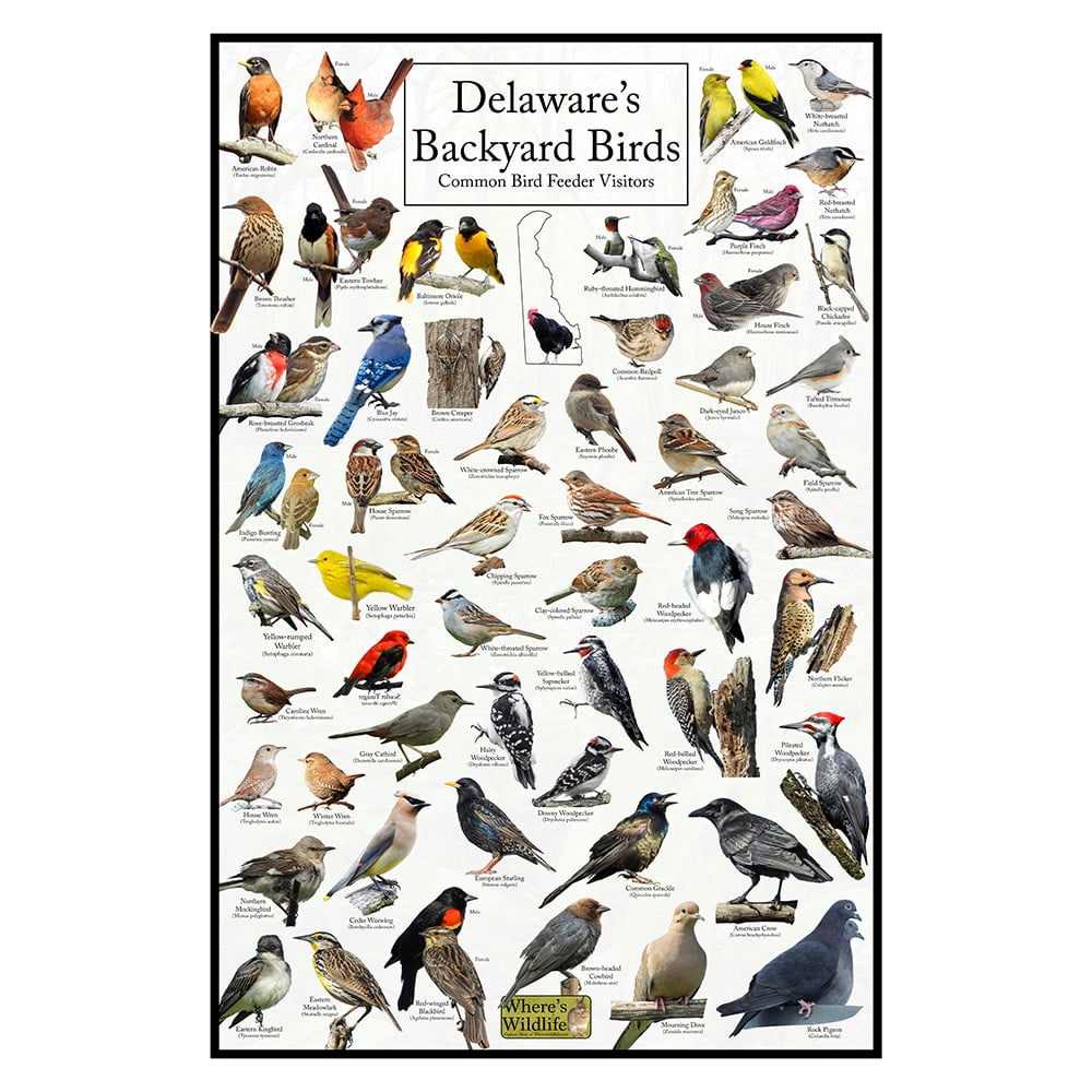 Delaware's Backyard Birds Poster - Delaware Bird Chart Highlighting ...