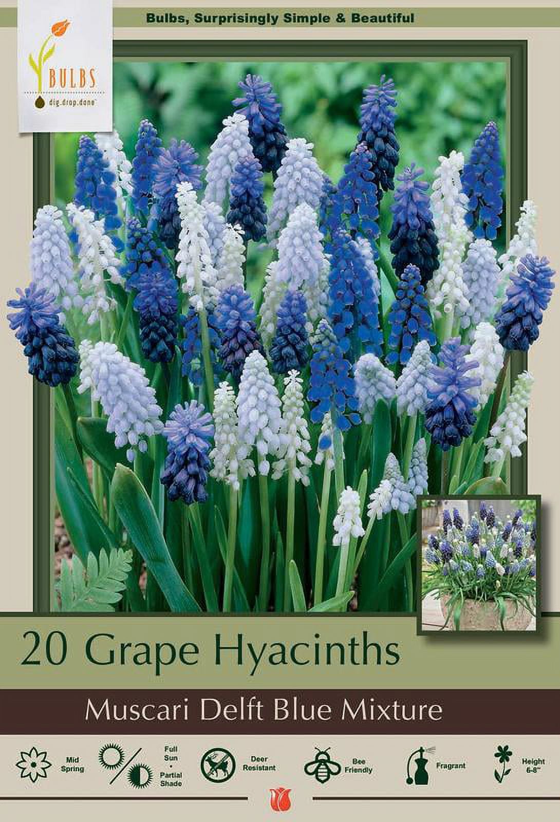 Delft Blue Grape Hyacinth Mix 20 Bulbs - Muscari - 8/9 cm Bulbs ...