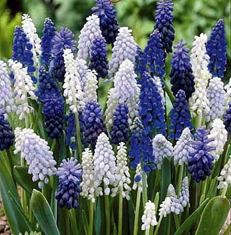 Delft Blue Grape Hyacinth Mix, Muscari Bulbs - Beautiful Spring Blooms, Perennial Garden Flowers ...