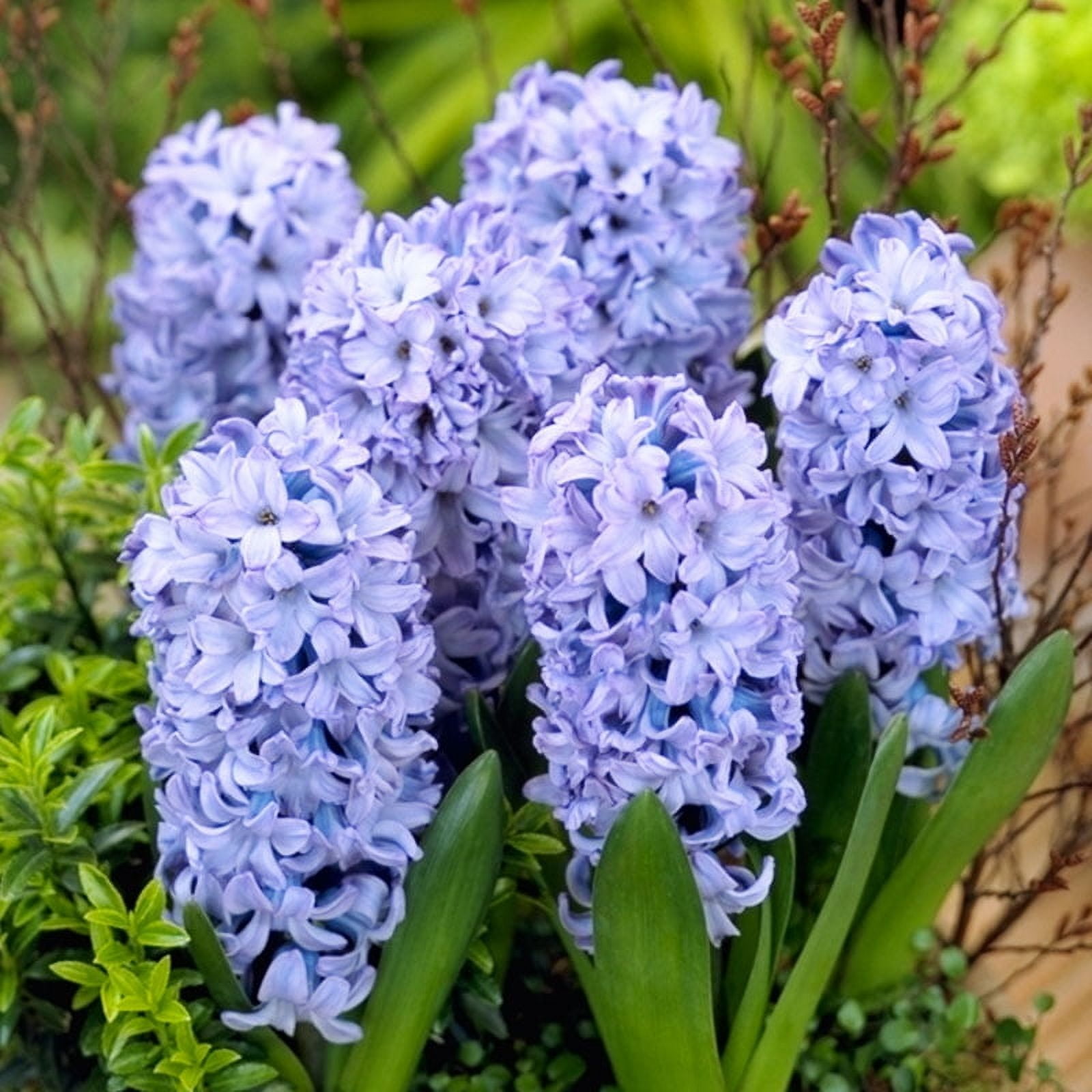 Delft Blue Hyacinth Flower Bulbs - 3 Bulbs per Pack - Pleasantly ...