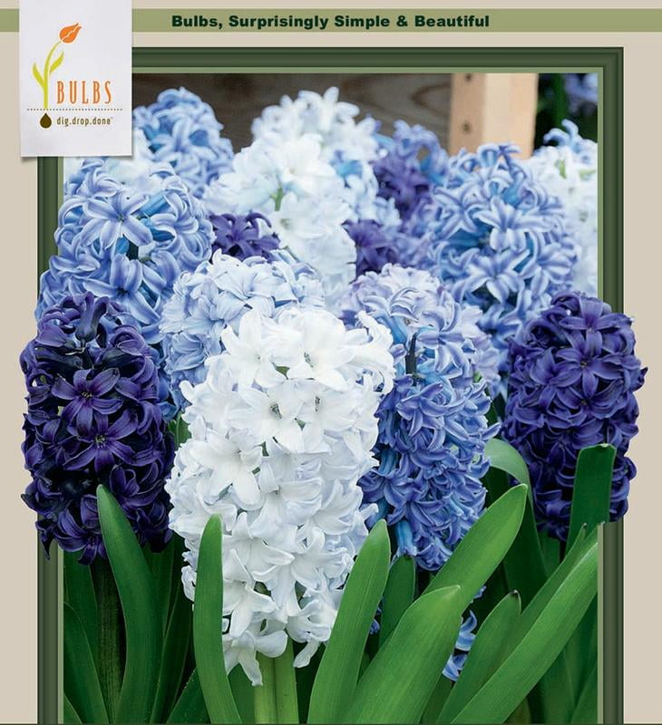 Delft Blue Mix Hyacinth 5 Bulbs -Soft Blue/White- Fragrant - 15/16 cm Bulbs - Walmart.com