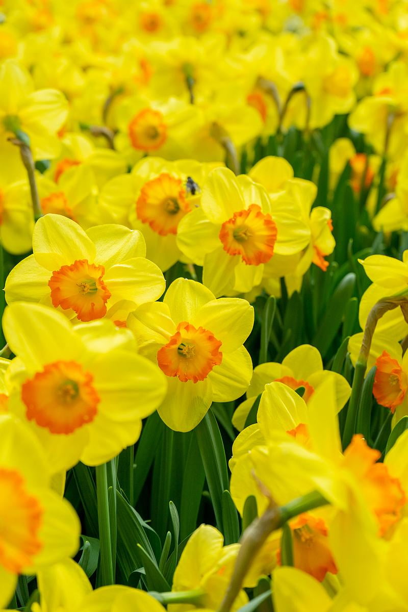 Delibes Large Cupped Daffodil - 5 Bulbs 14/16 cm - Long Flowering ...