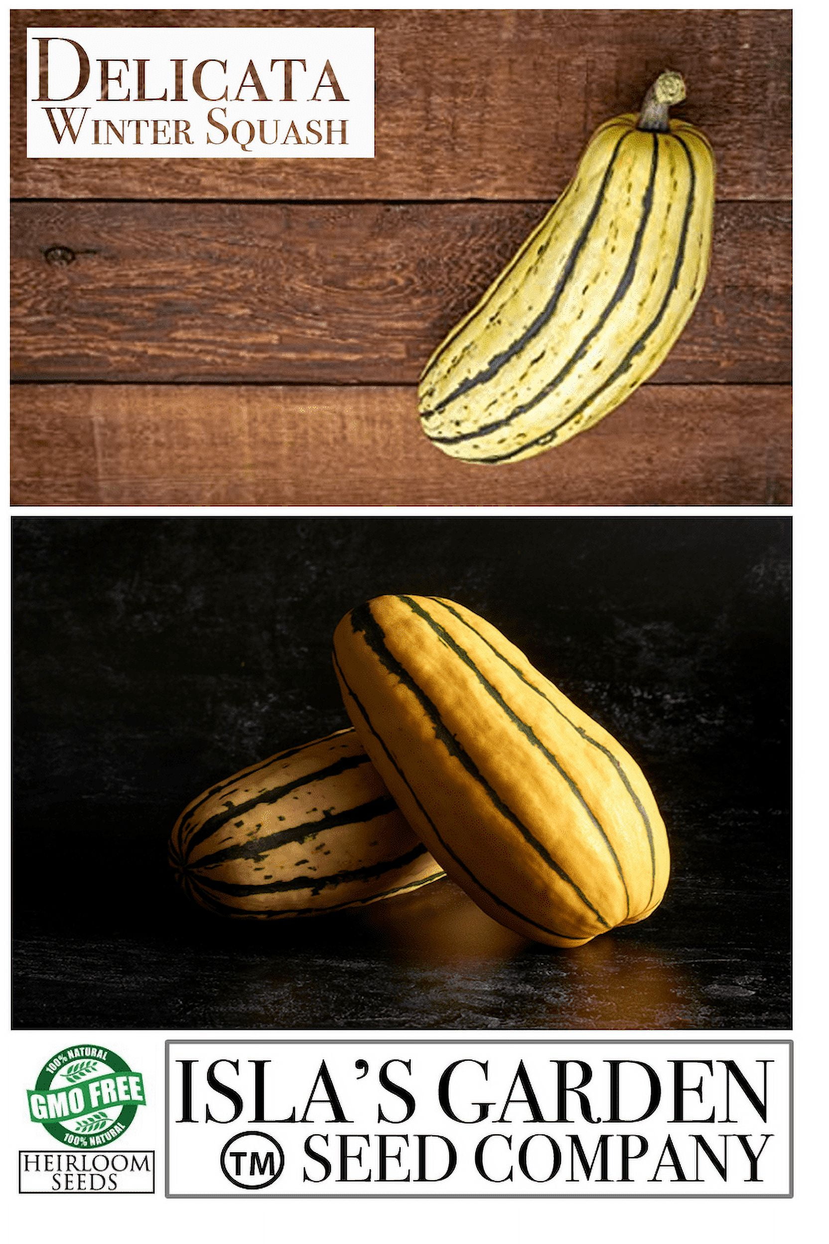 Delicata" Winter Squash Seeds for Planting, 25+ Heirloom Seeds Per ...