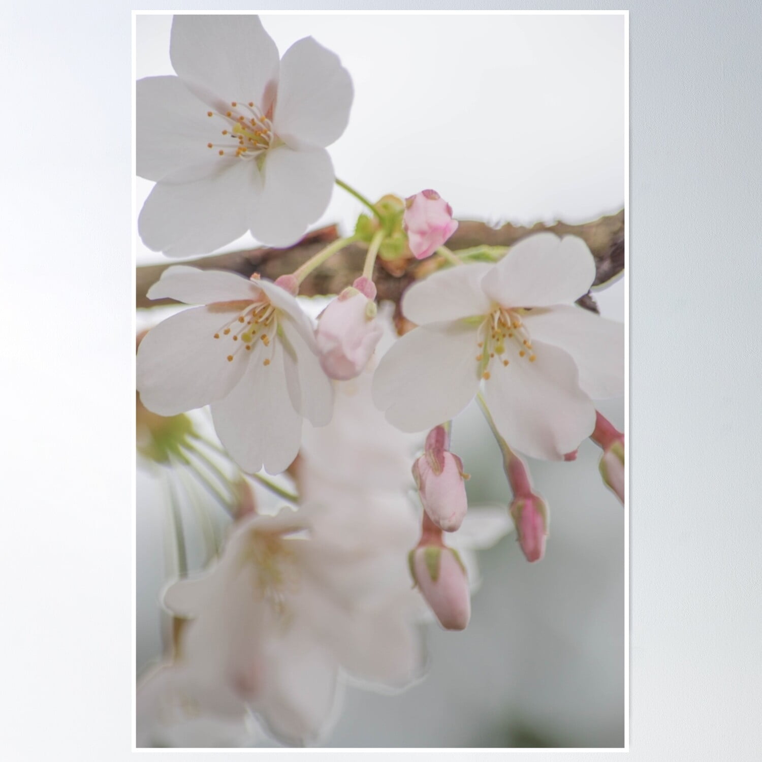 Delicate Blush Poster Wall Art, Modern Wall Decor, 16x24 UNFRAMED ...