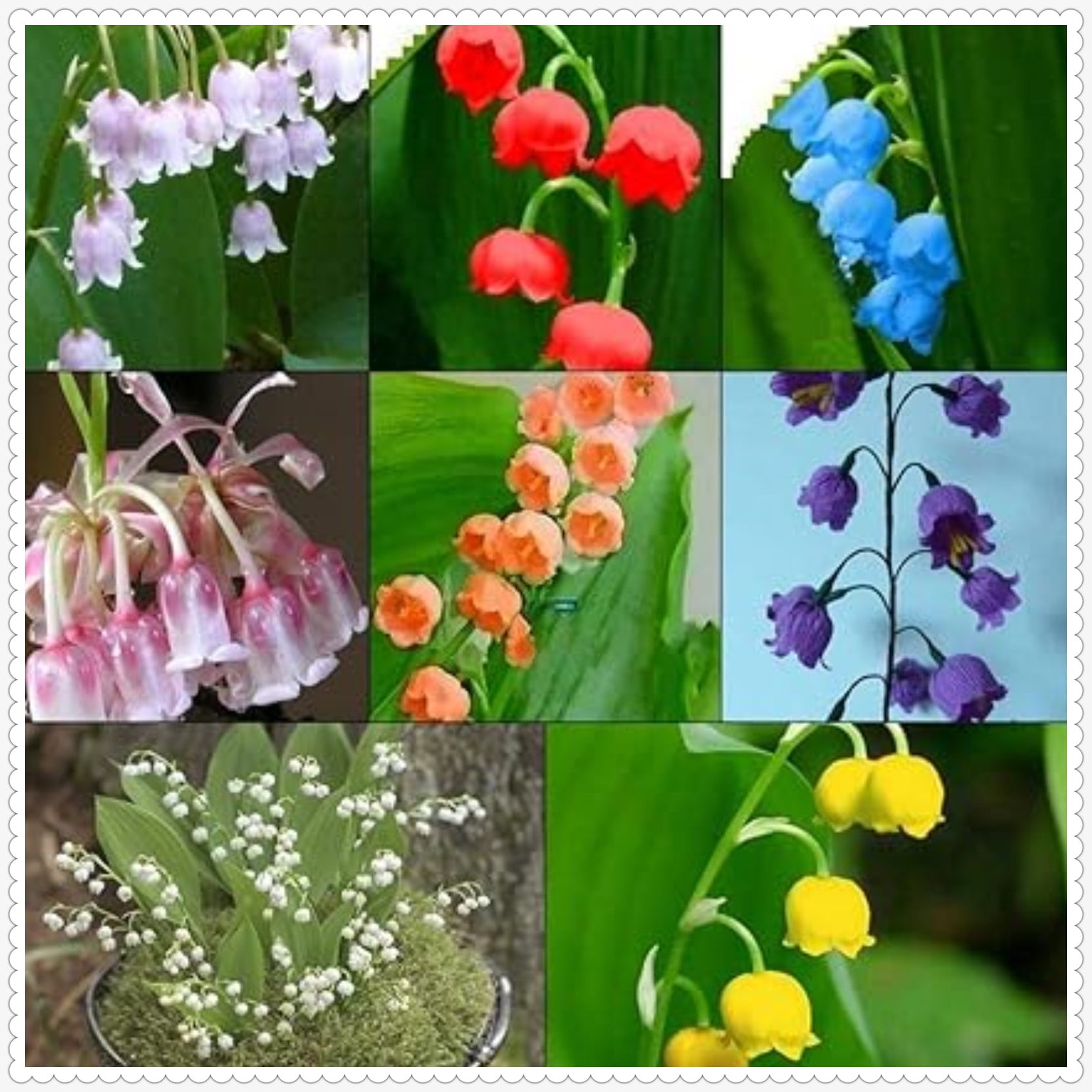 Delicate Lily Of The Valley For Sale Exquisite Horticulture Iridescent ...