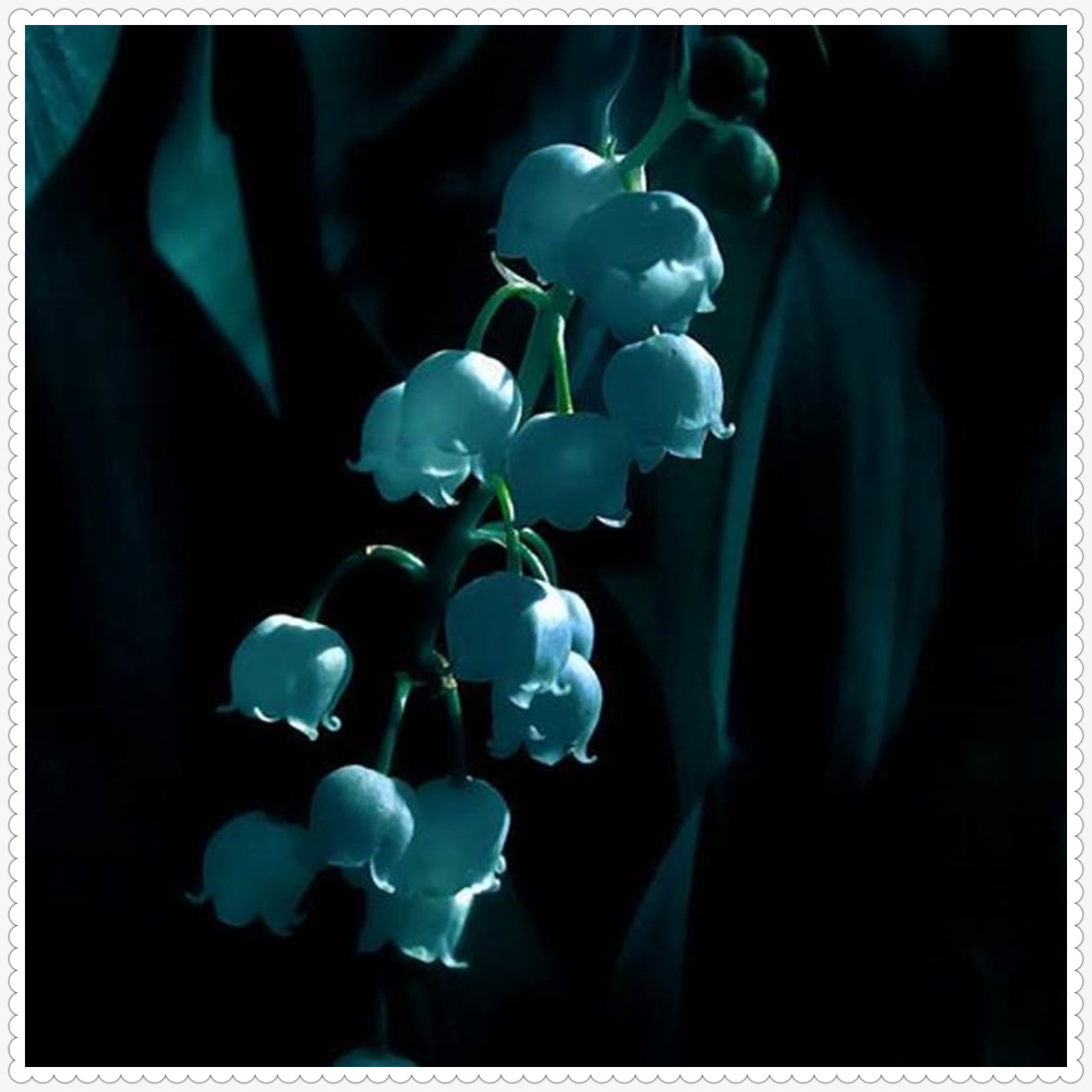 Delicate Lily Of The Valley For Sale Exquisite Horticulture Iridescent ...