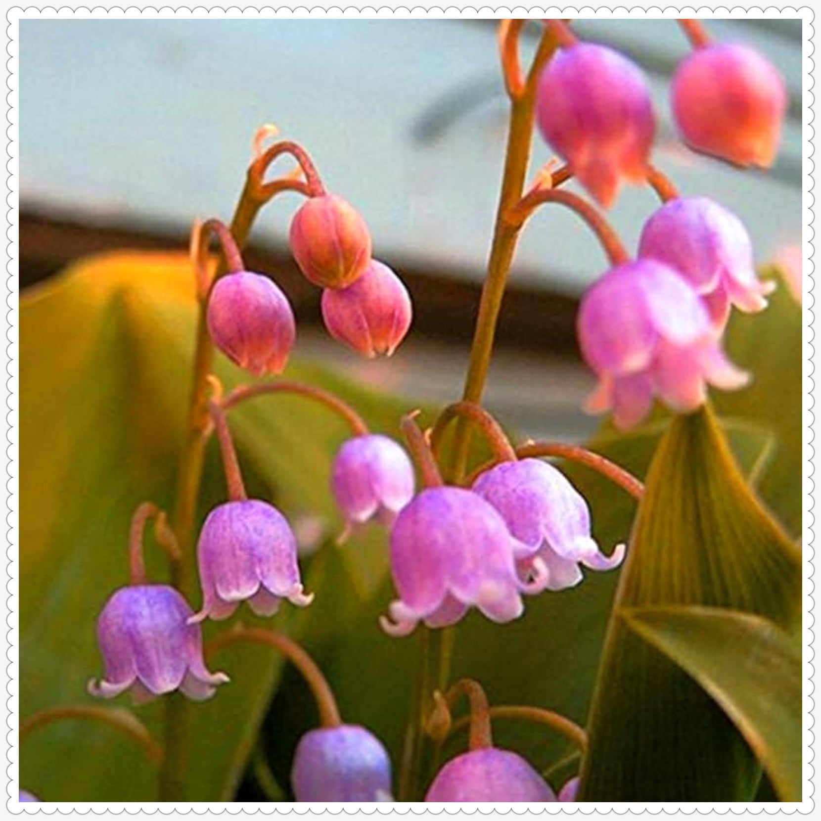 Delicate Lily Of The Valley For Sale Exquisite Horticulture Iridescent ...