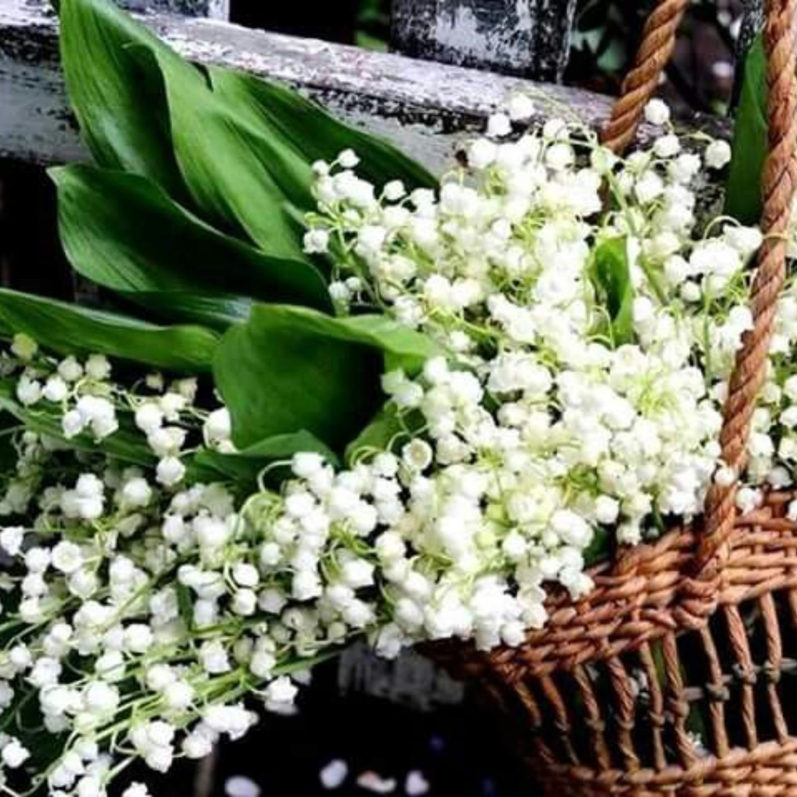 Delicate Lily Of The Valley For Sale Gardening Treasure Horticulture ...