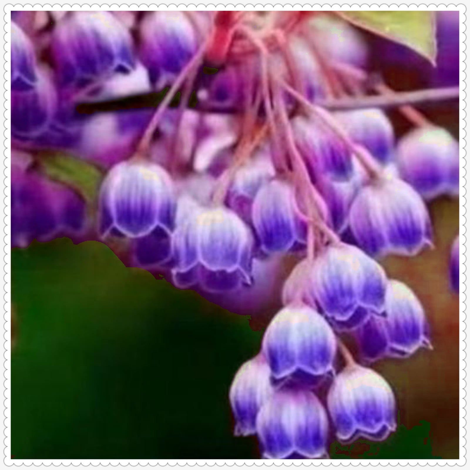 Delicate Lily Of The Valley For Sale Gardening Treasure Horticulture ...