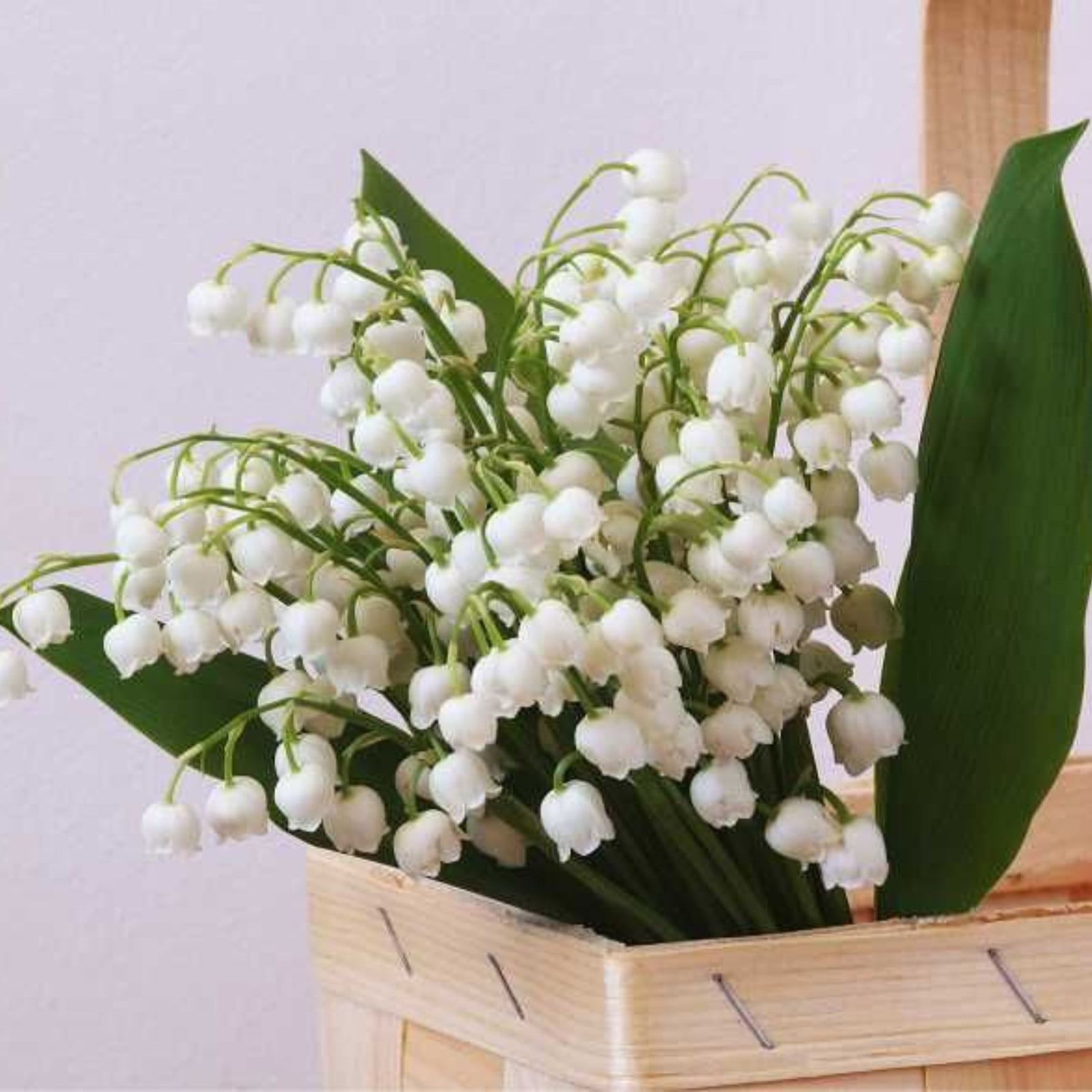 Delicate Lily Of The Valley For Sale Gardening Treasure Horticulture ...