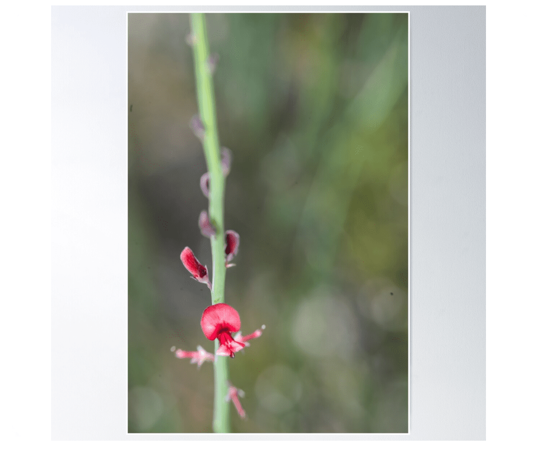 Delicate Sweet Pea Blossom On Winding Vine Poster Wall Art Modern Wall ...