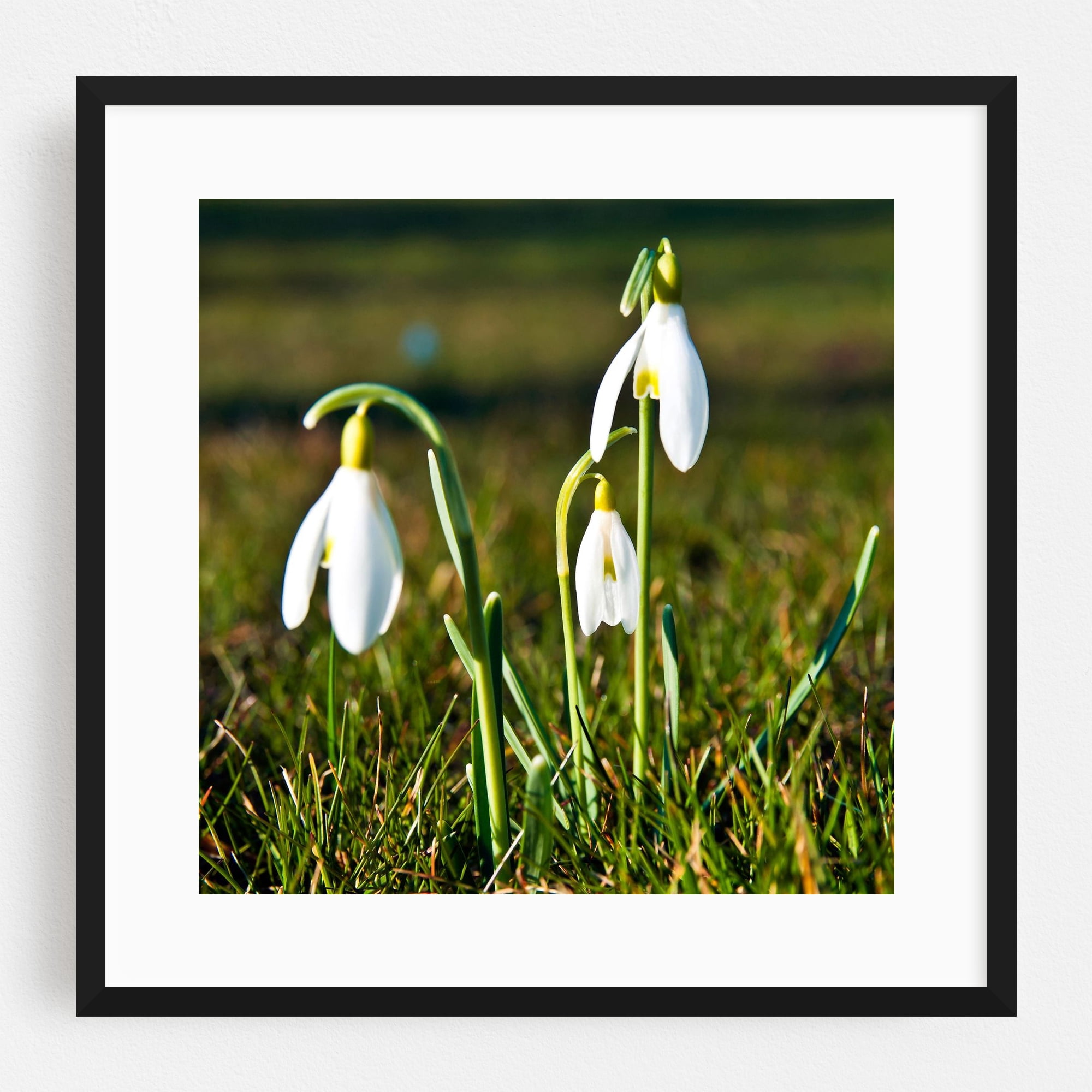 Delicate snowdrops in the spring meadow - Bezirk Pankow Berlin Germany ...