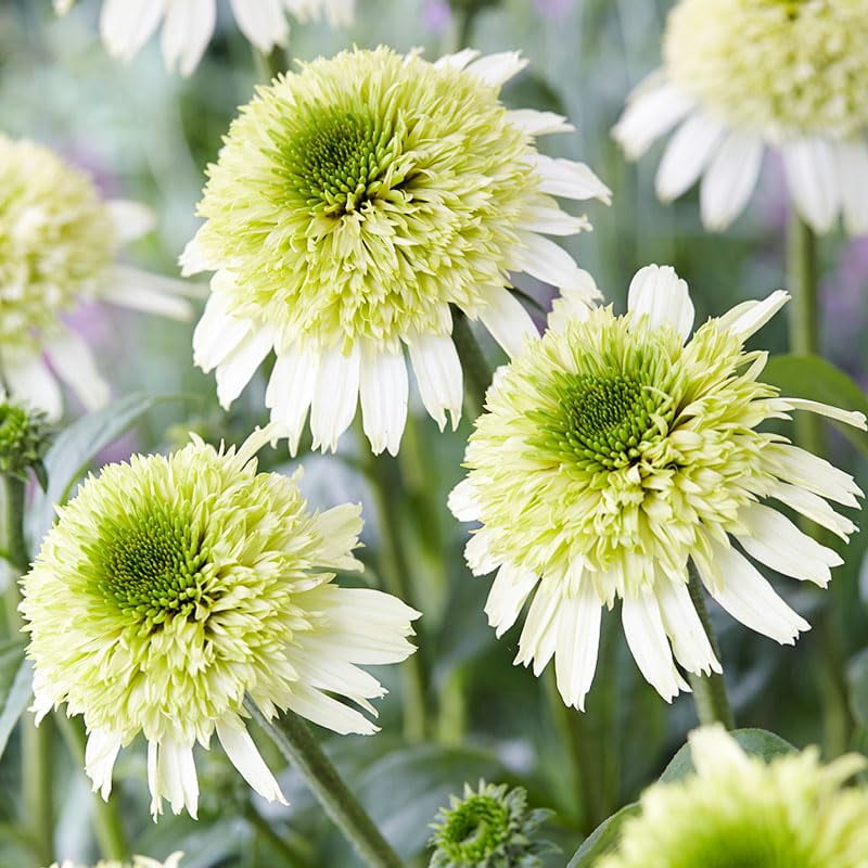Delicious Nougat Coneflower Flower Root - Attracts Butterflies and ...