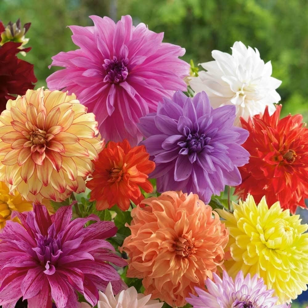 Delightful Dahlia Flower Bulb Mix - Huge Exotic Showy Blooms - Assorted ...