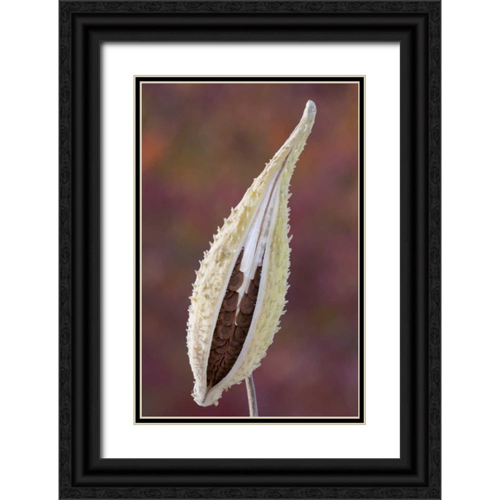 Delisle, Gilles 11x14 Black Ornate Wood Framed with Double Matting ...