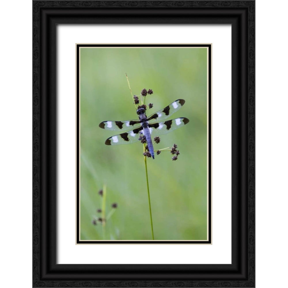 Delisle, Gilles 11x14 Black Ornate Wood Framed with Double Matting ...