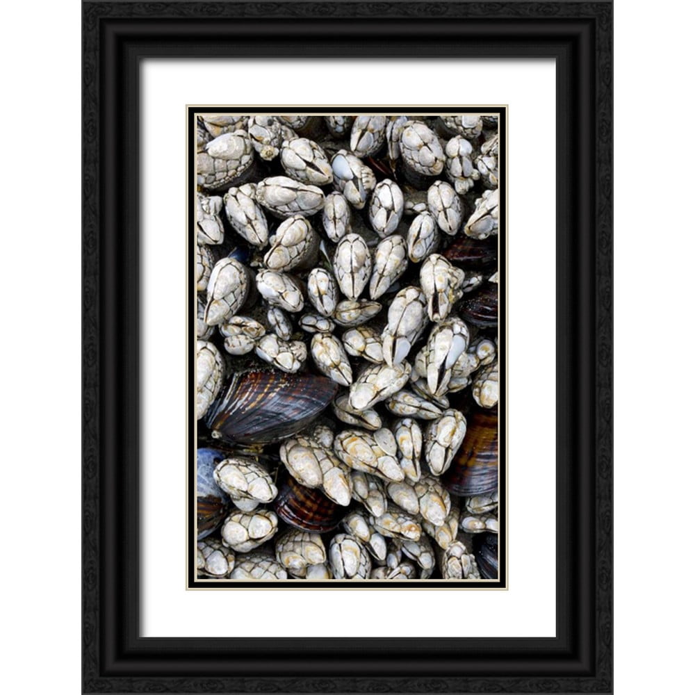 Delisle, Gilles 11x14 Black Ornate Wood Framed with Double Matting ...