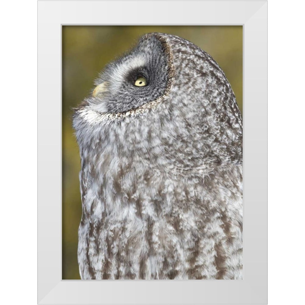 Delisle, Gilles 11x14 White Modern Wood Framed Museum Art Print Titled ...