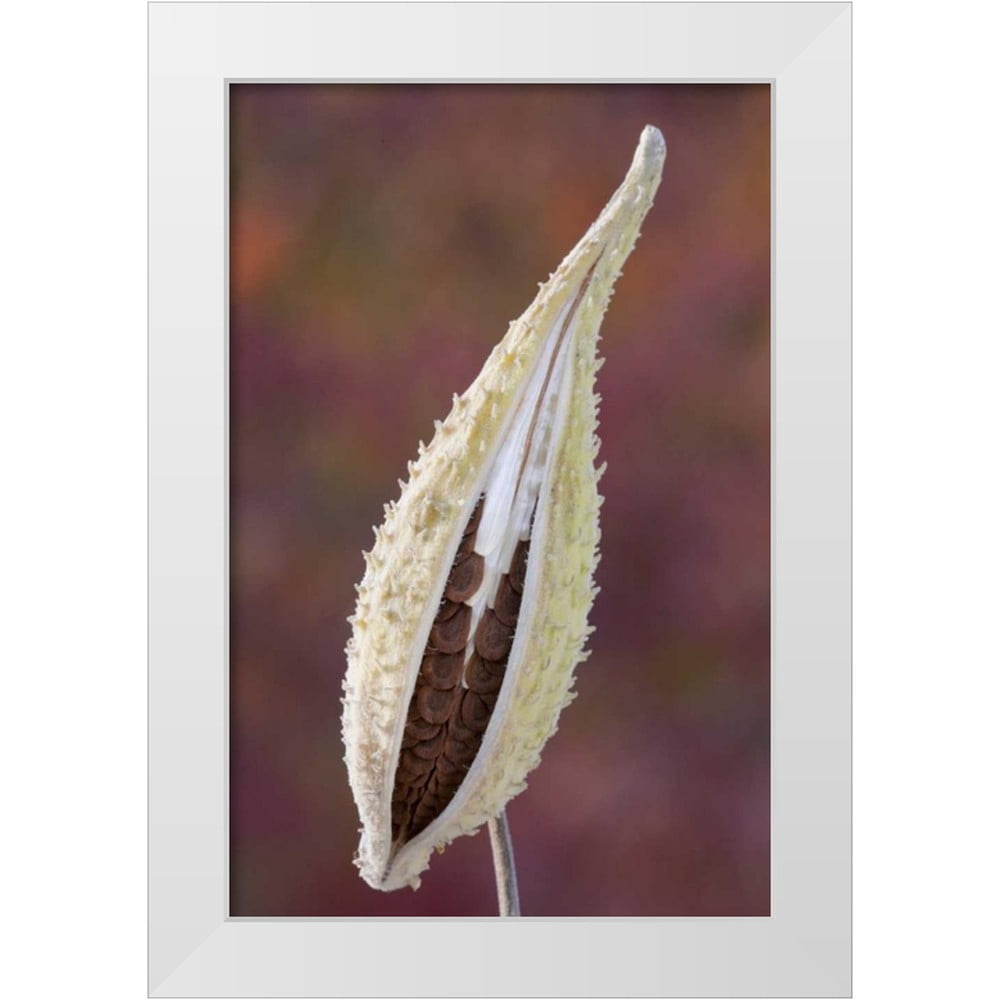 Delisle, Gilles 11x14 White Modern Wood Framed Museum Art Print Titled ...