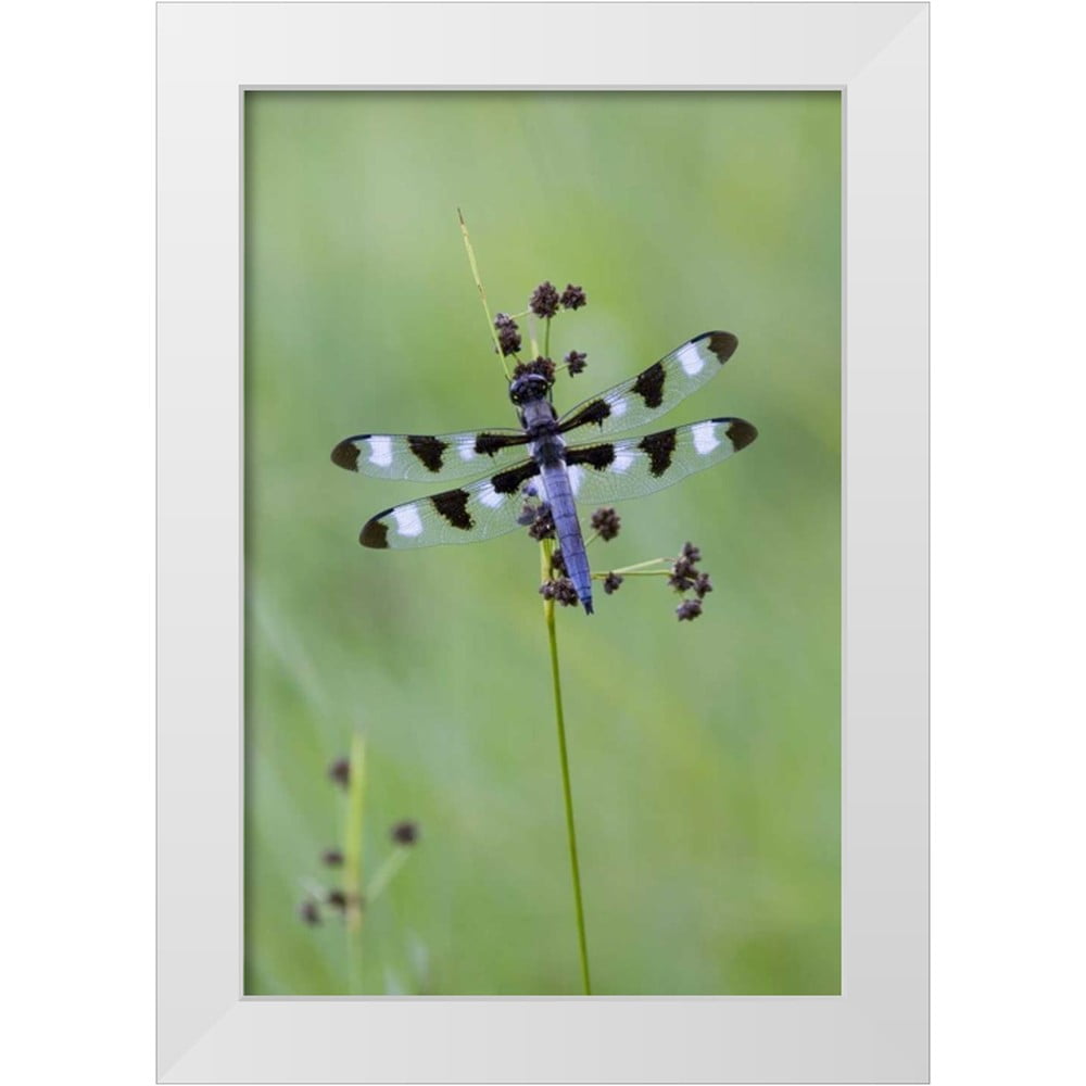 Delisle, Gilles 13x18 White Modern Wood Framed Museum Art Print Titled ...