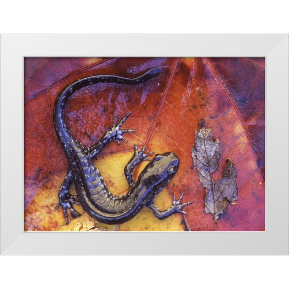 Delisle, Gilles 14x11 White Modern Wood Framed Museum Art Print Titled ...