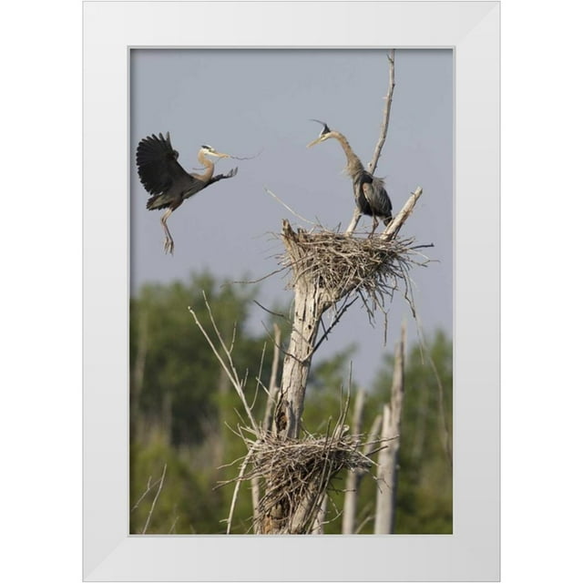 Delisle, Gilles 17x24 White Modern Wood Framed Museum Art Print Titled ...