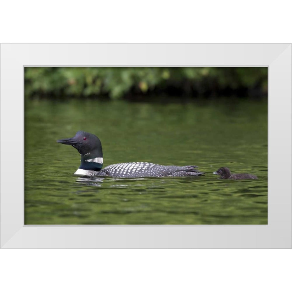 Delisle, Gilles 18x13 White Modern Wood Framed Museum Art Print Titled ...