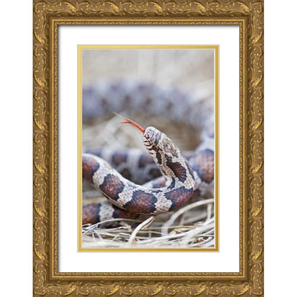 Delisle, Gilles 23x32 Gold Ornate Wood Framed with Double Matting ...
