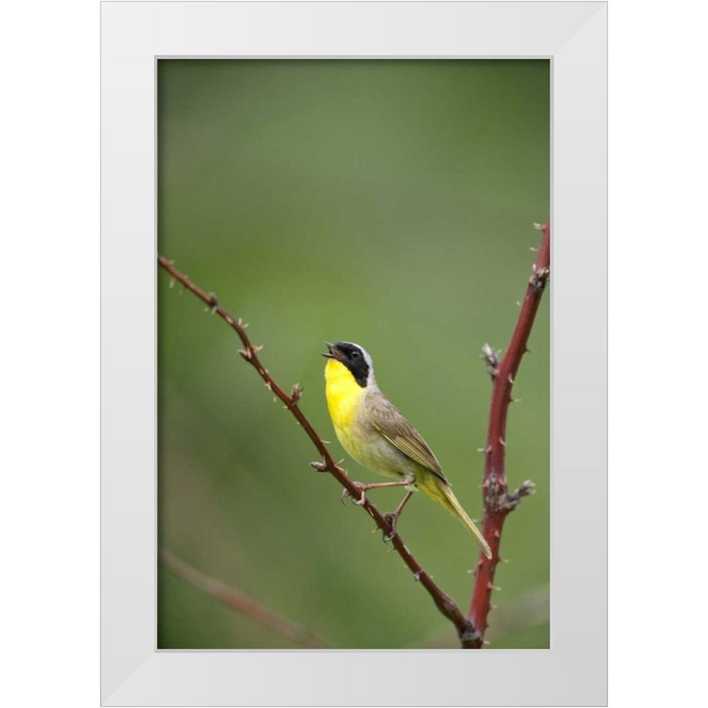 Delisle, Gilles 23x32 White Modern Wood Framed Museum Art Print Titled ...
