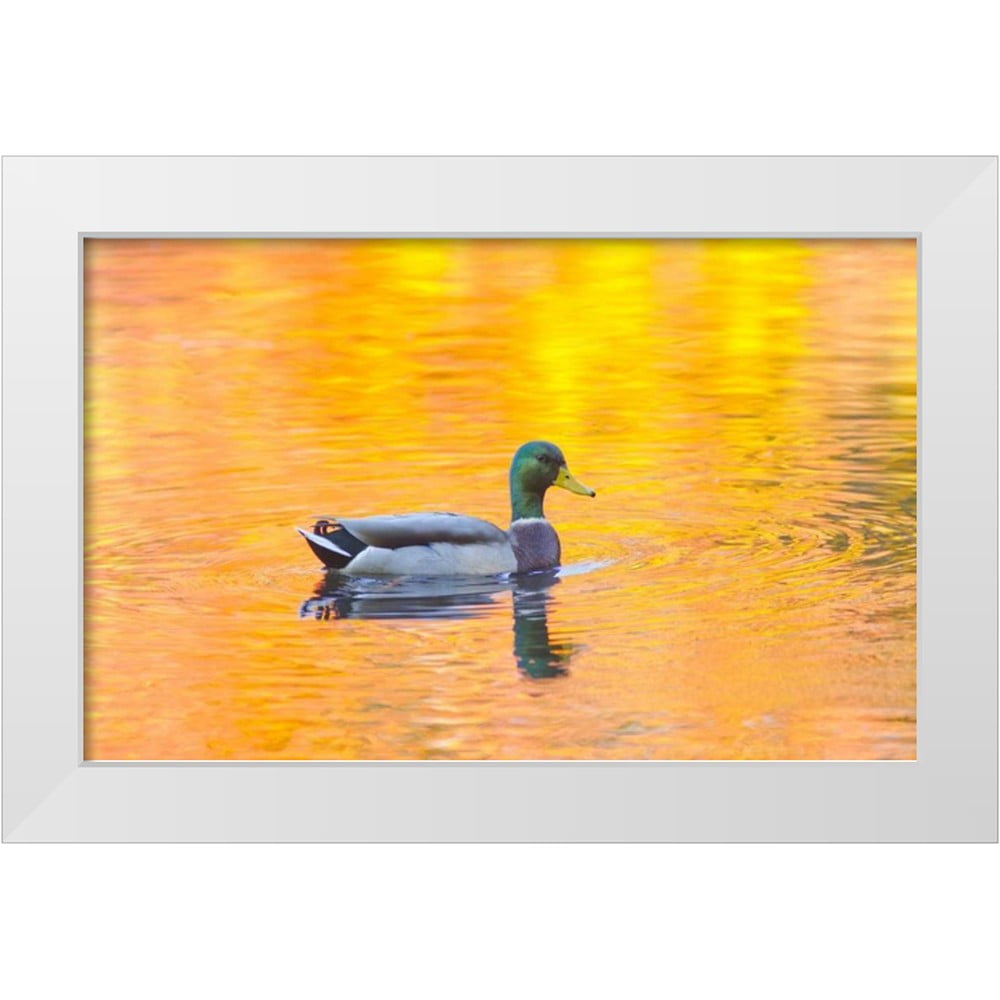 Delisle, Gilles 32x22 White Modern Wood Framed Museum Art Print Titled ...