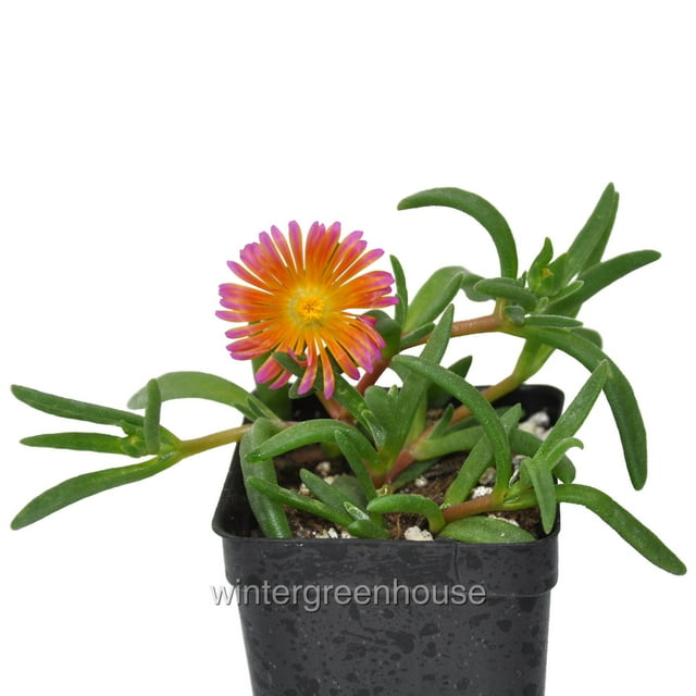 Delosperma Hybrid, Ocean Sunset Orange Glow, Ice Plant - Pot Size: 3 ...