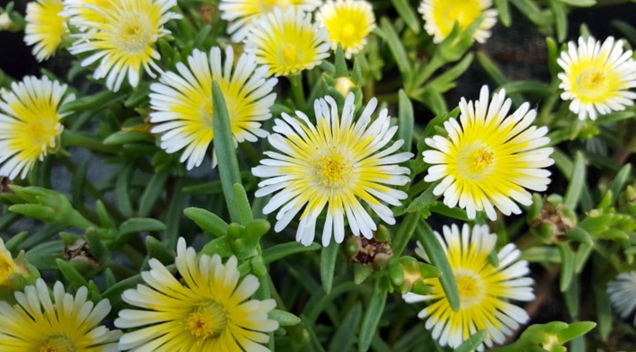 Delosperma WOW (Wheels of Wonder) Limoncello Ice Plant - Live Plant ...