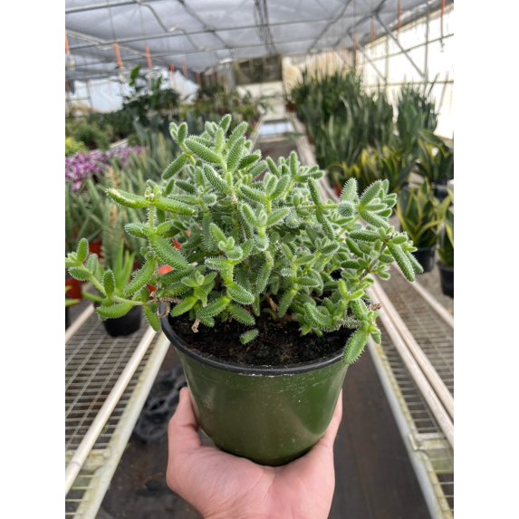 Delosperma echinatum 'Pickle Plant', 6" Pot, Indoor Houseplant, Easy ...