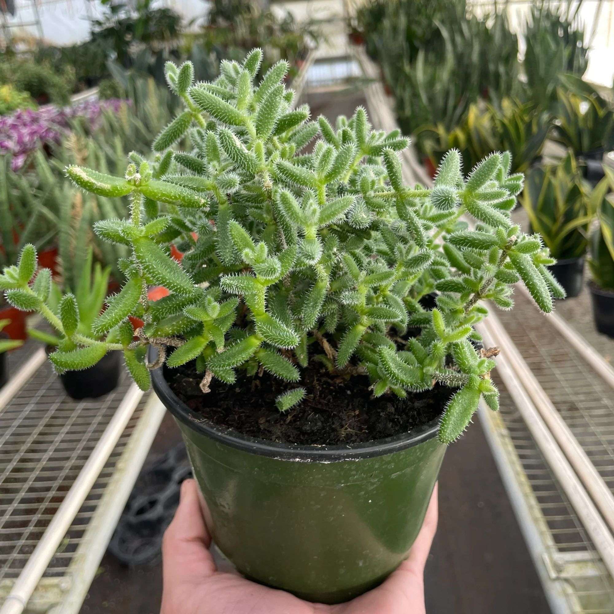 Delosperma echinatum Pickle Plant Live Plant for Indoor | Different ...