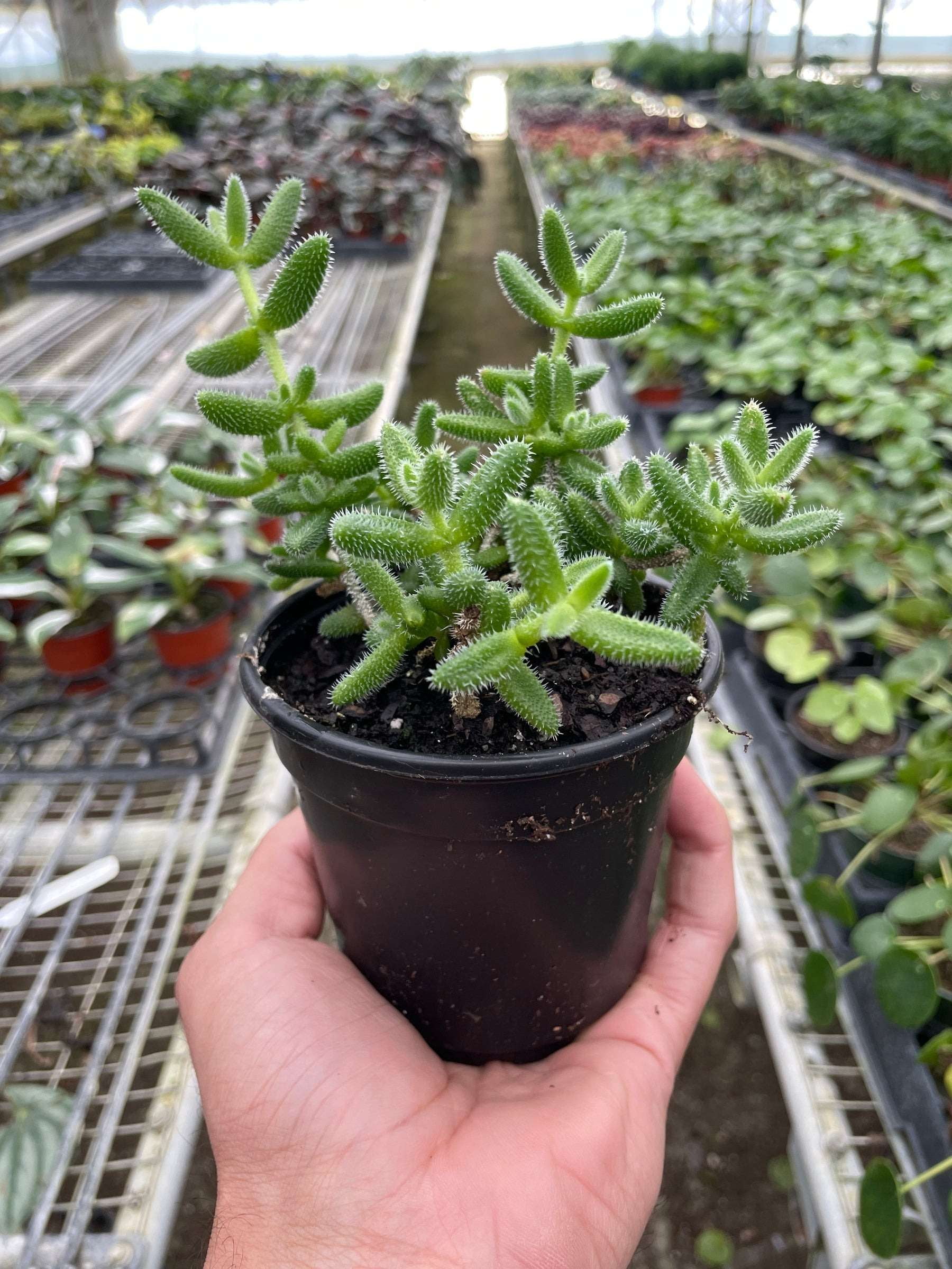 Delosperma echinatum Pickle Plant Live Plant for Indoor | Different ...